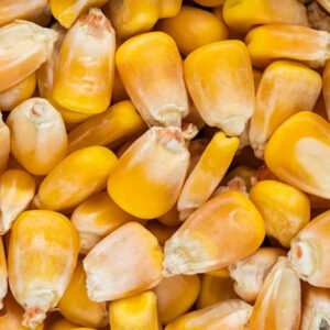 Bulk Yellow Corn Supply | Feed Corn for Livestock