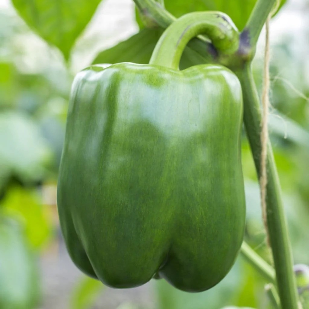 California Wonder Sweet Green Pepper Seeds – High-Yield