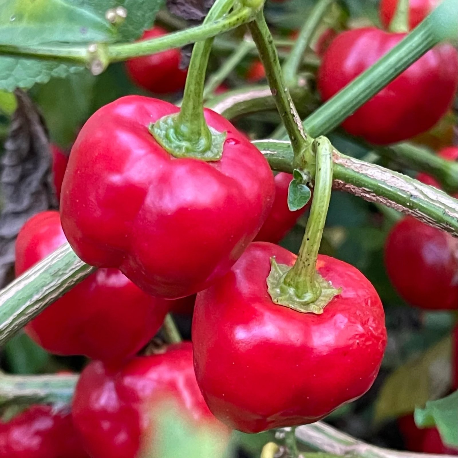 Piquante Sweet Chili Pepper Seeds – Commercial Cultivation