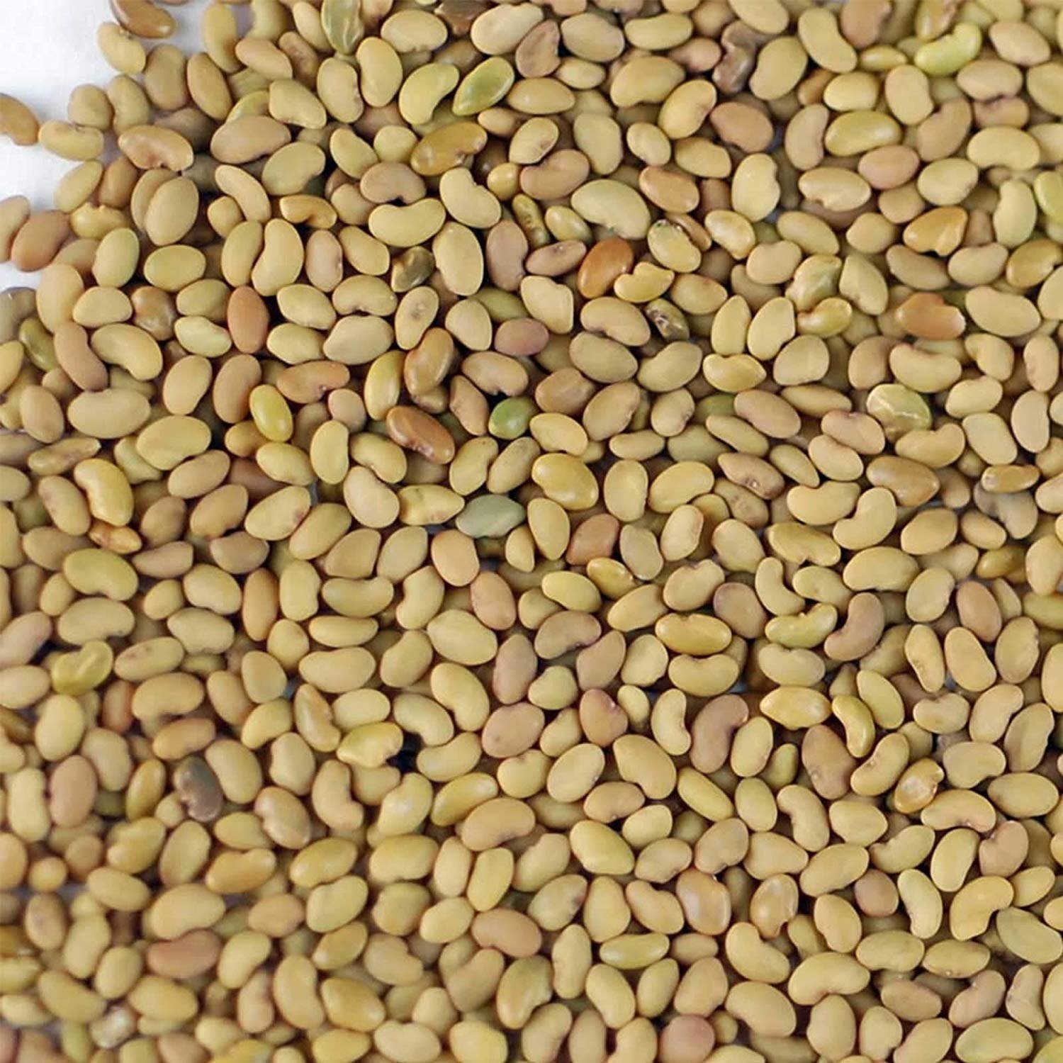 Lucerne Seed for Animal Feed | Bulk Alfalfa Seed