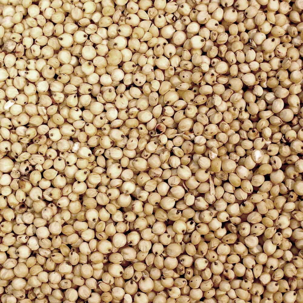 Sorghum Seeds – Resilient Grain for Food, Feed, and Fodder