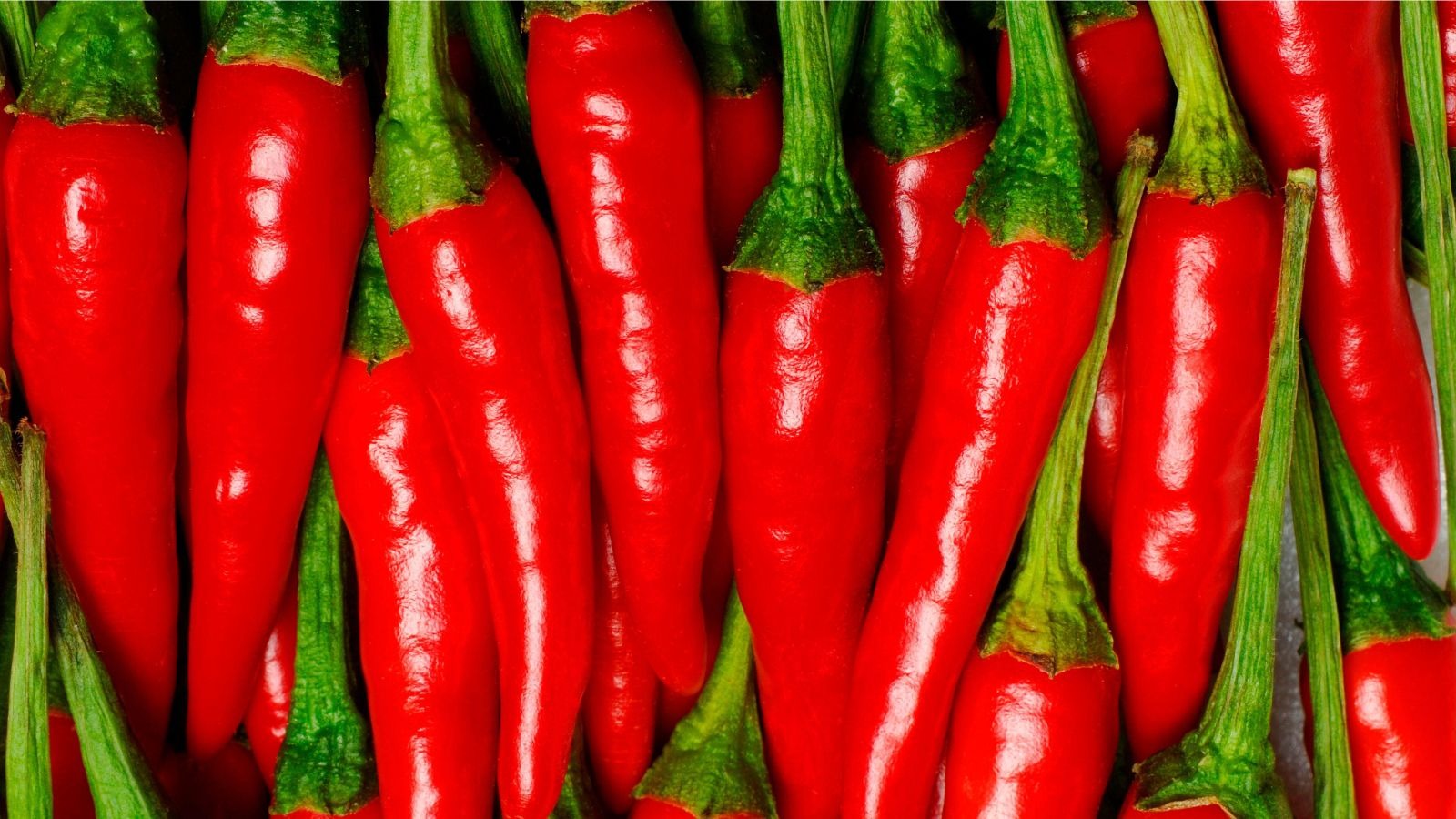 Cayenne Pepper Seeds | Bulk Hot Pepper Seed Supplier - Farm Seeds and Feeds