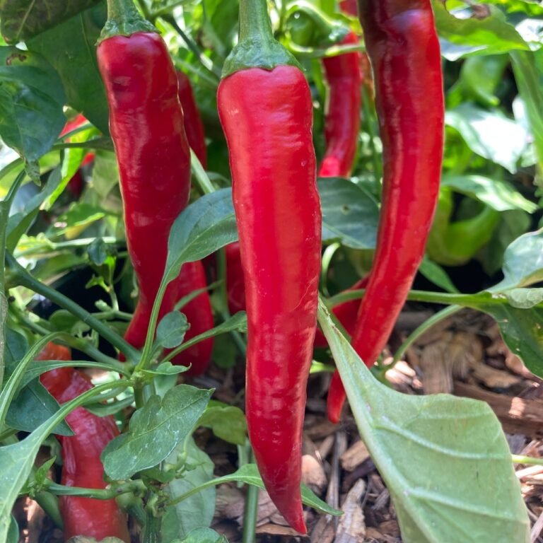 Cayenne Pepper Seeds | Bulk Hot Pepper Seed Supplier