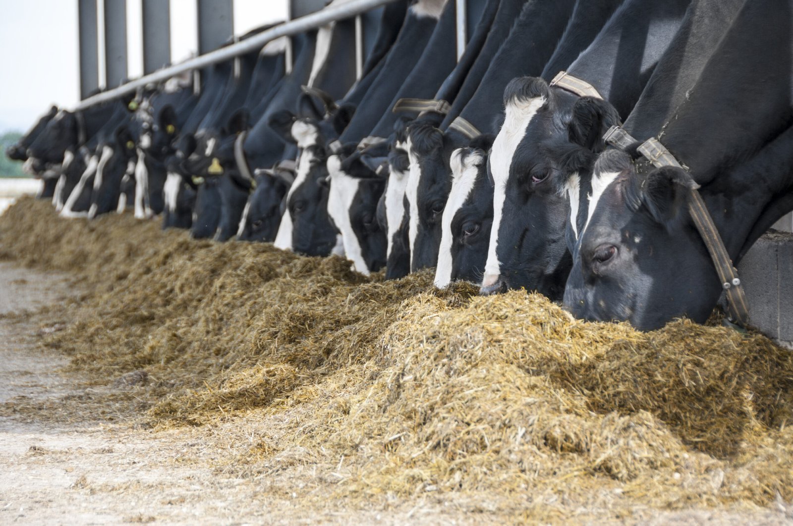 Feed Supplement for Livestock | Bulk Feed Supplements