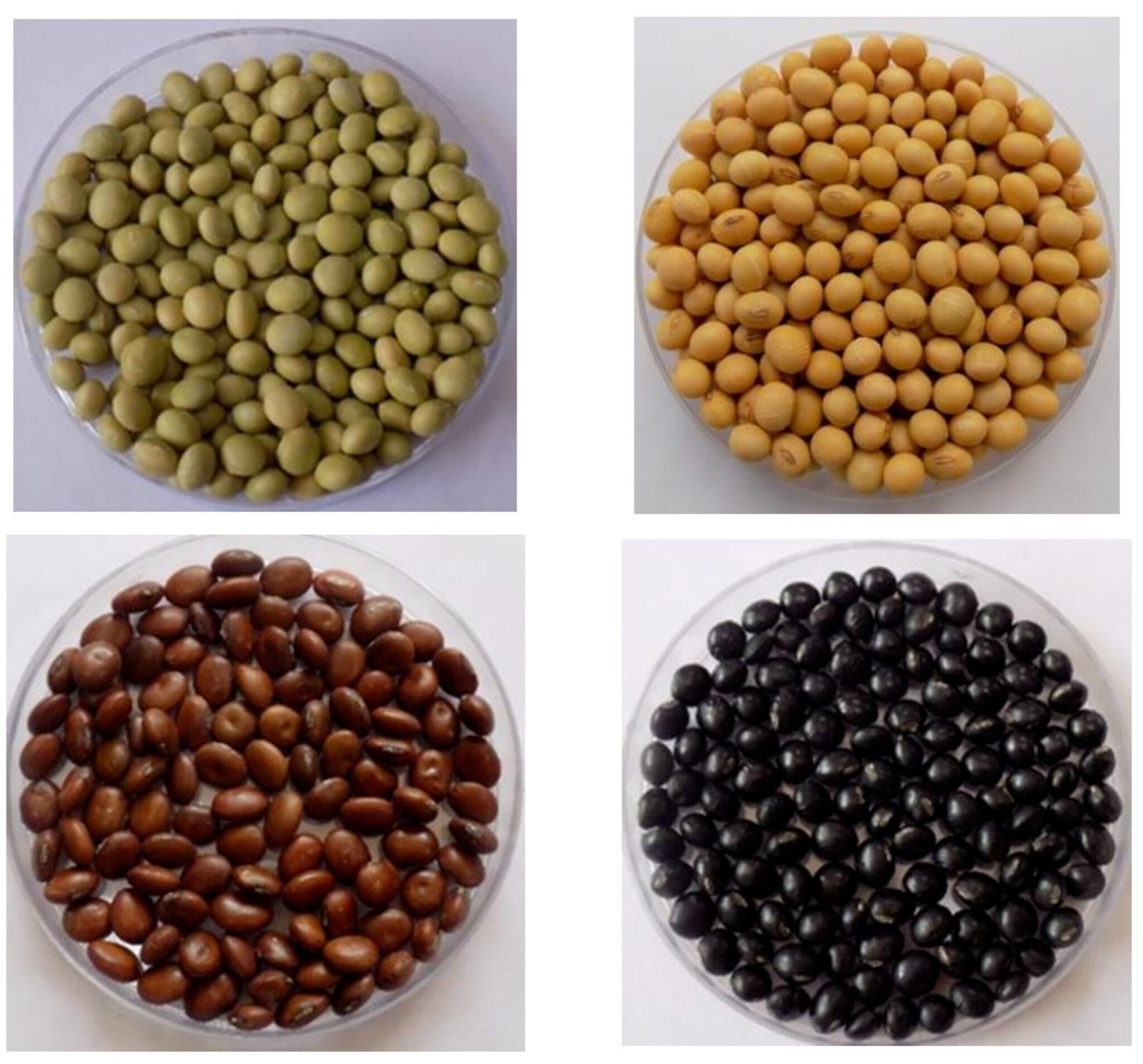 How Many Soybean Seeds in a Unit? | Seed Count Guide