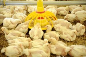 How Much Feed Do Broilers Eat? Full Feeding Guide